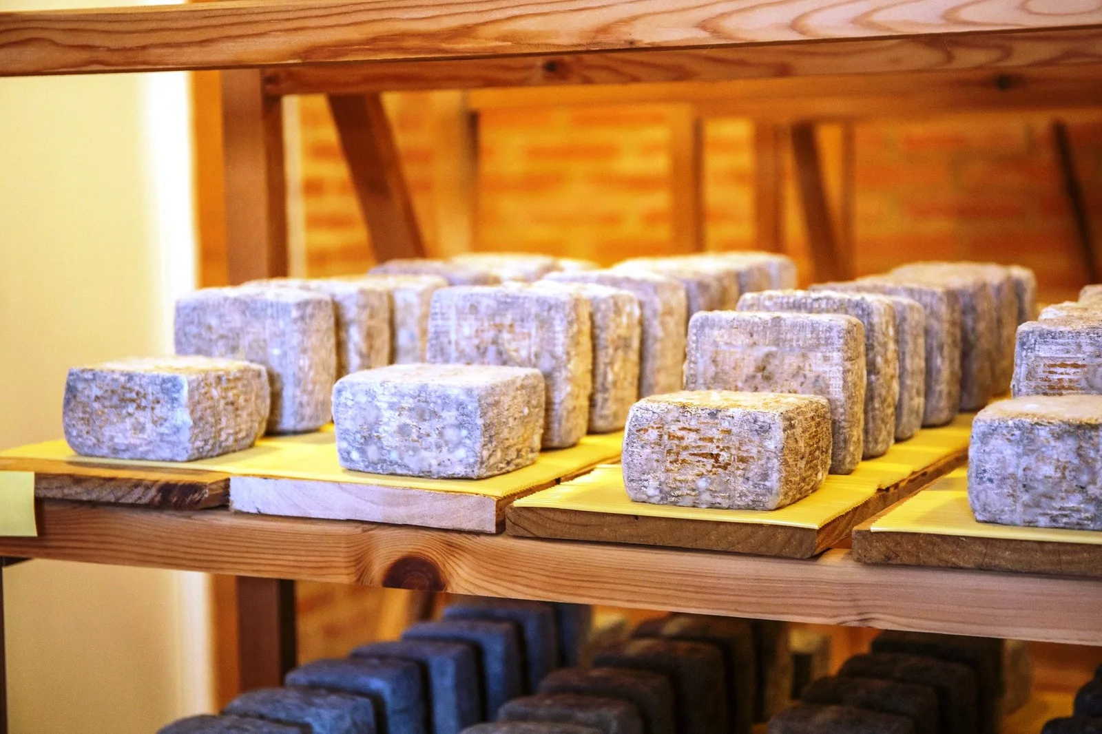 ¿Quieres conocer cómo se elabora el queso?